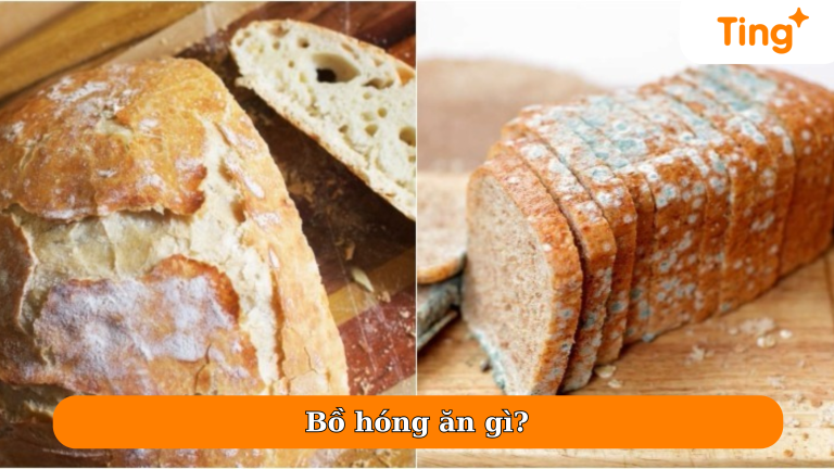 Bồ Hóng Là Gì? 8 Cách đuổi Bồ Hóng đơn Giản, Hiệu Quả