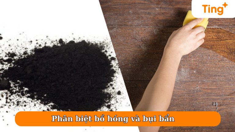 Bồ Hóng Là Gì? 8 Cách đuổi Bồ Hóng đơn Giản, Hiệu Quả
