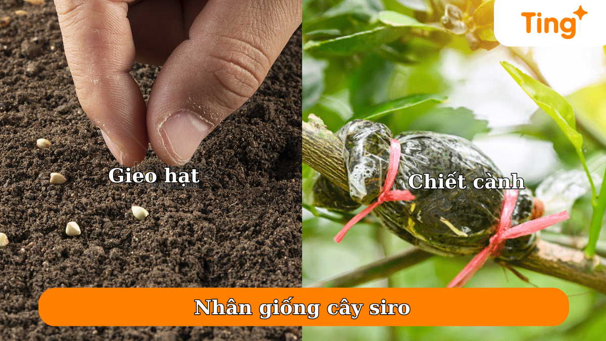Cây Siro Là Gì? đặc điểm, Công Dụng, Cách Trồng Và Chăm Sóc - Ting