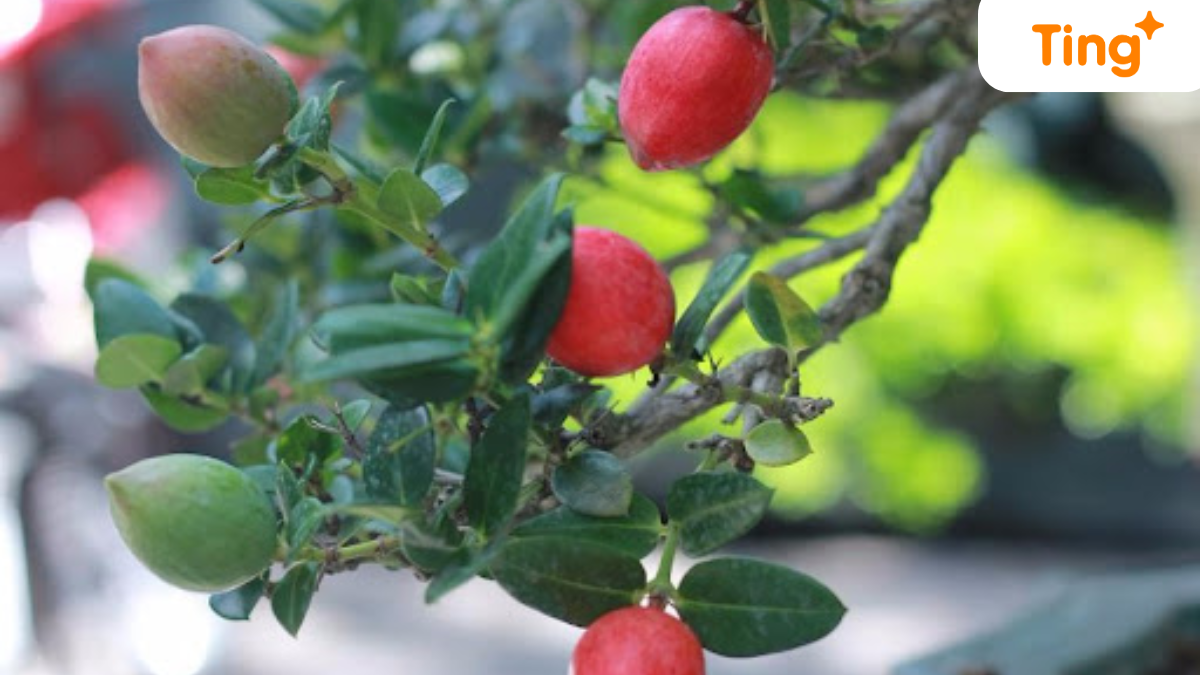 Cây Siro Là Gì? đặc điểm, Công Dụng, Cách Trồng Và Chăm Sóc - Ting