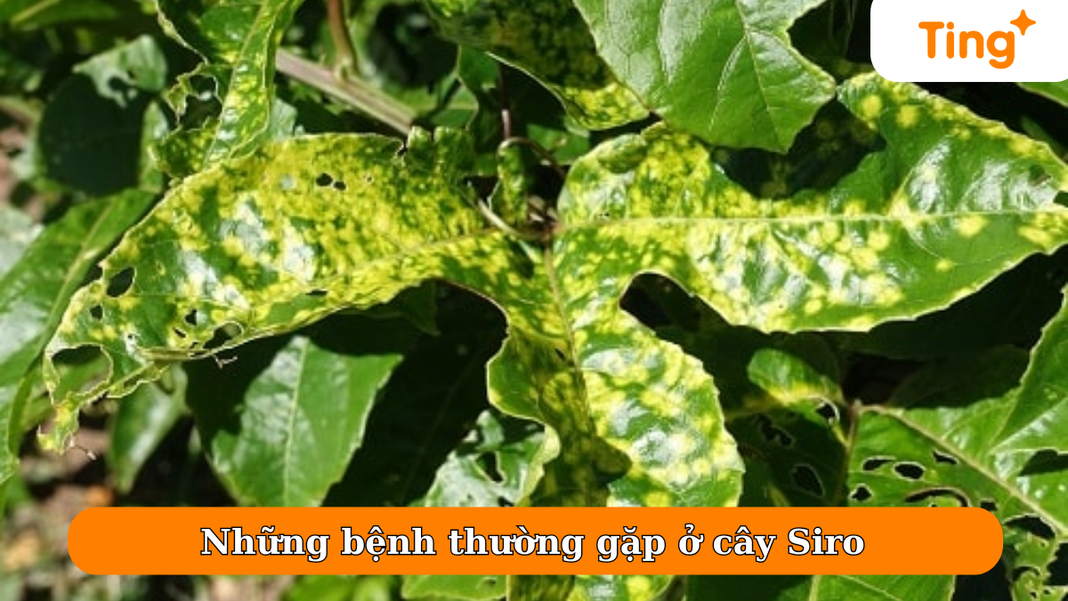 Cây Siro Là Gì? đặc điểm, Công Dụng, Cách Trồng Và Chăm Sóc - Ting