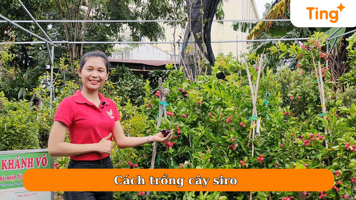 Cây Siro Là Gì? đặc điểm, Công Dụng, Cách Trồng Và Chăm Sóc - Ting