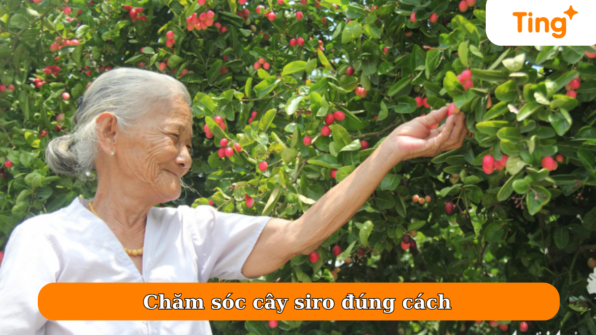 Cây Siro Là Gì? đặc điểm, Công Dụng, Cách Trồng Và Chăm Sóc - Ting