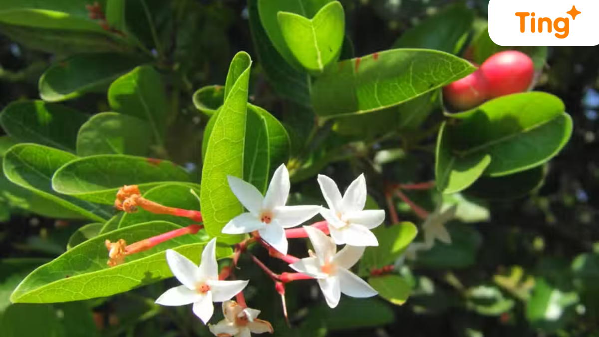 Cây Siro Là Gì? đặc điểm, Công Dụng, Cách Trồng Và Chăm Sóc - Ting