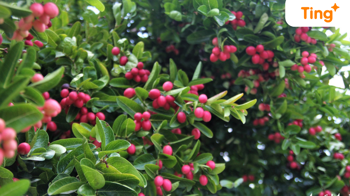 Cây Siro Là Gì? đặc điểm, Công Dụng, Cách Trồng Và Chăm Sóc - Ting