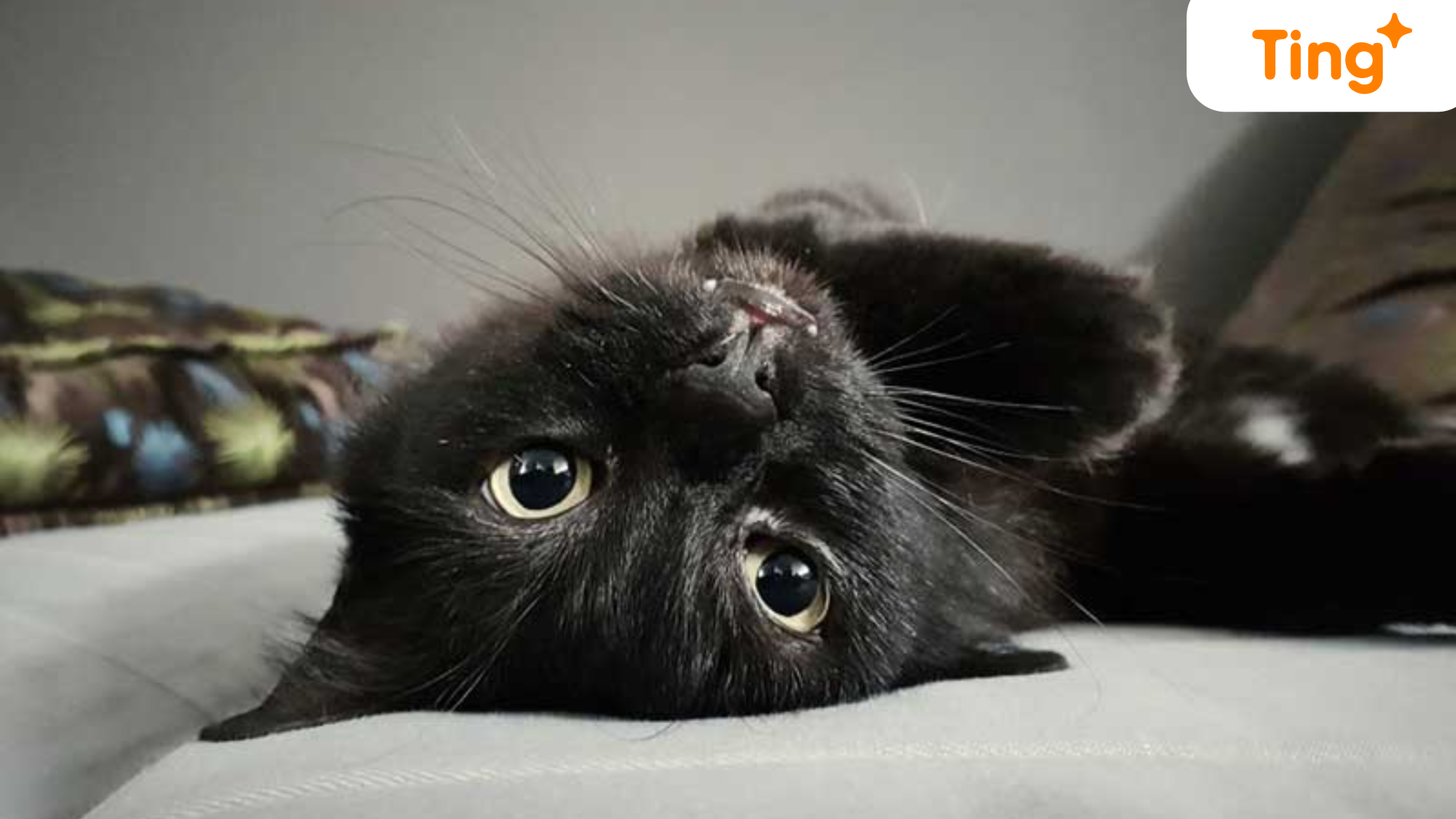 Tìm Hiểu Về Mèo đen, Vì Sao Nói Mèo đen Xui Xẻo? - Ting