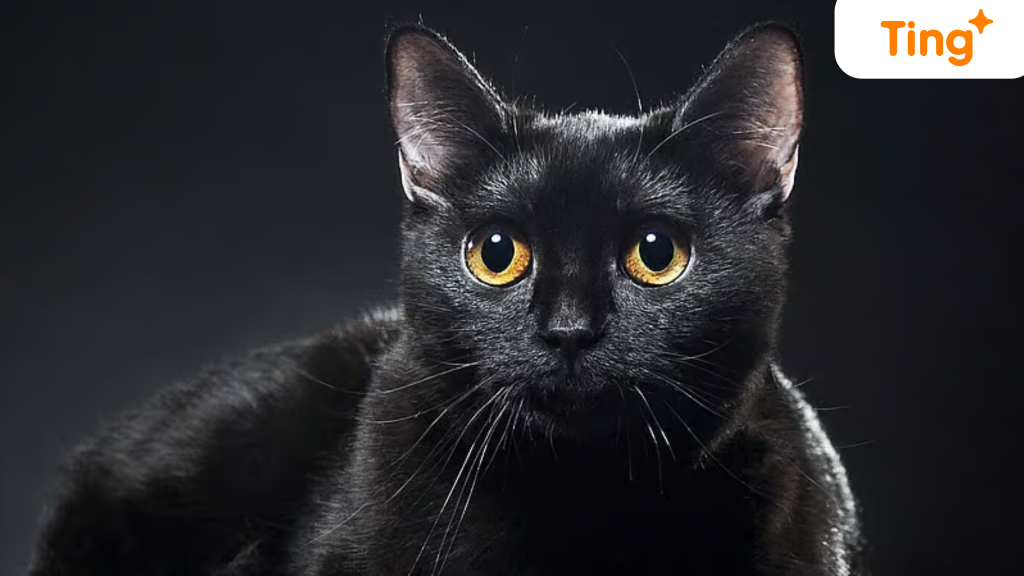 Tìm Hiểu Về Mèo đen, Vì Sao Nói Mèo đen Xui Xẻo? - Ting