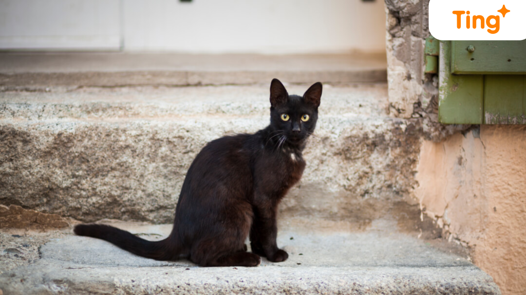 Tìm Hiểu Về Mèo đen, Vì Sao Nói Mèo đen Xui Xẻo? - Ting