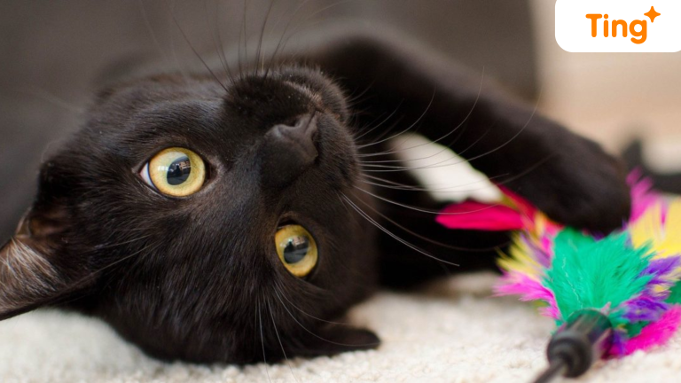 Tìm Hiểu Về Mèo đen, Vì Sao Nói Mèo đen Xui Xẻo? - Ting