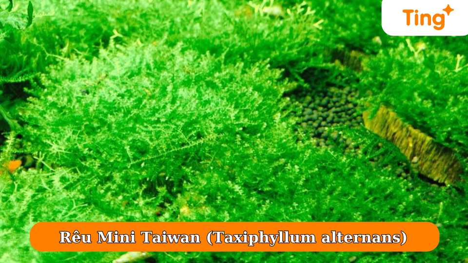 TOP 14 Loại Rêu Thủy Sinh đẹp, Dễ Trồng, Không Cần CO2 - Ting
